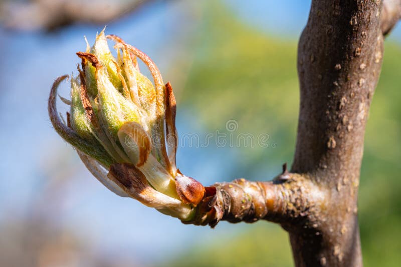 Detailed Image of a Bud on a Pear Tree Stock Photo - Image of pear ...