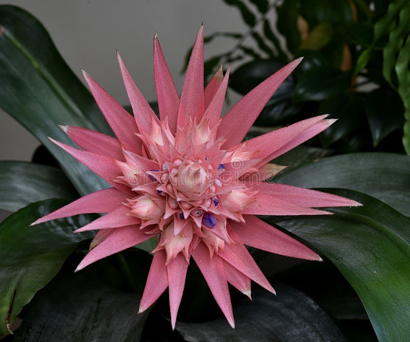 Flower Bud of a Plant. Aechmea Fasciata Stock Photo - Image of color ...