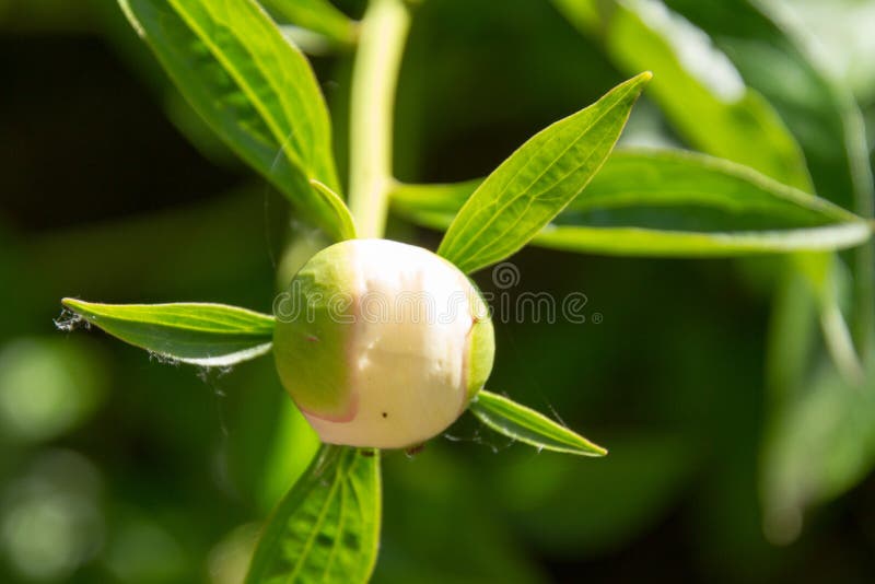 A Flower Bud in the Process of Growing Stock Image - Image of growing ...