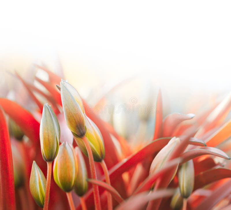 Flower bud in red grass stock image. Image of green, delicate - 75295955