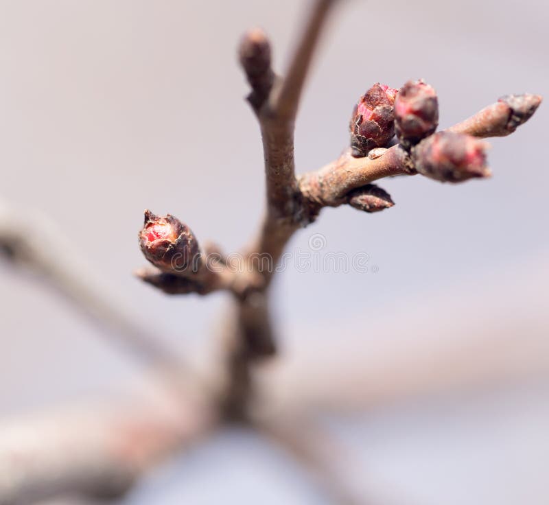 Flower bud on a tree stock photo. Image of fruit, nature - 102150724