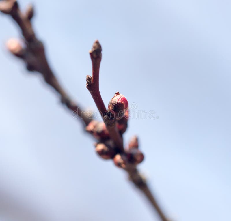 Flower bud on a tree stock image. Image of garden, sunlight - 102150743