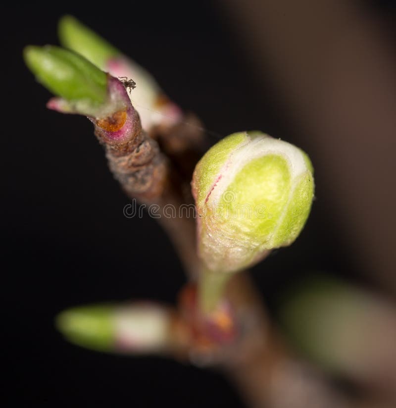 Flower Bud on a Tree Outdoors, Close-up Stock Image - Image of outdoors ...