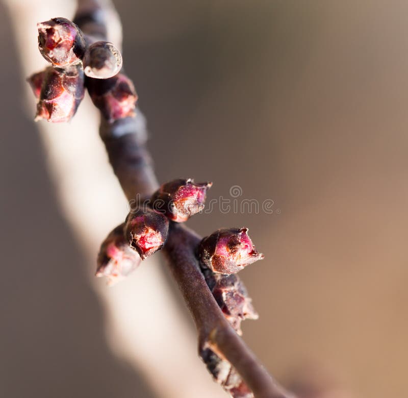 Flower bud on a tree stock image. Image of growth, closeup - 102150801