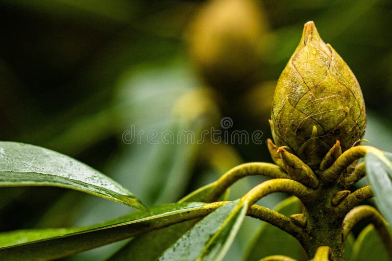 Flower Budding on Branch Up-close in the Spring Stock Photo - Image of ...