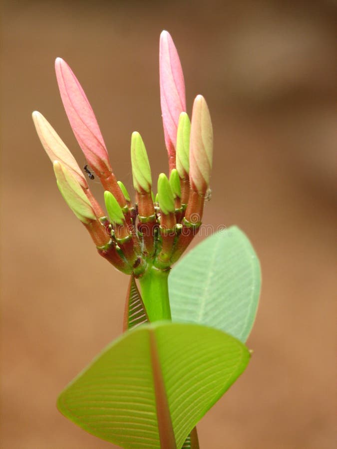 Flower Buds stock image. Image of gardens, plant, tree - 13901117