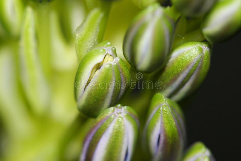 Flower Buds stock photo. Image of horticulture, floral - 2104084