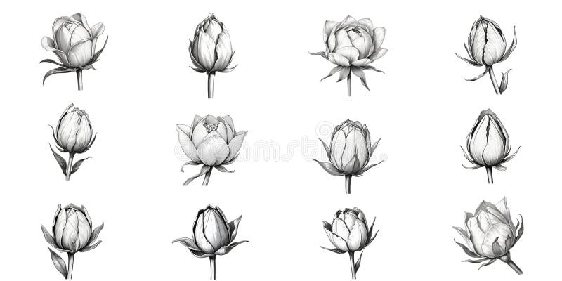 Hand-Drawn Flower Bud Vector Set in Black and White Stock Illustration ...