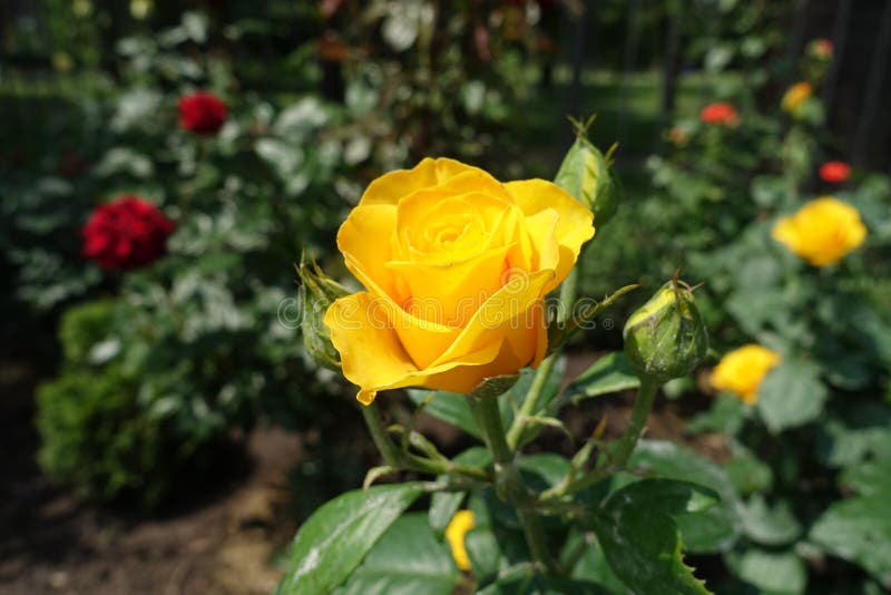 Flower and Buds of Amber Yellow Rose Stock Photo - Image of beautiful ...