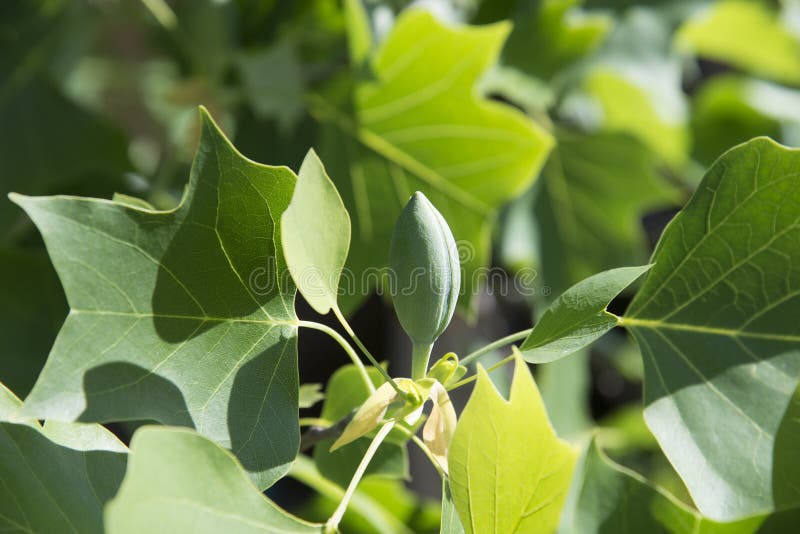 Flower buds of tulip tree stock photo. Image of botany - 125945162