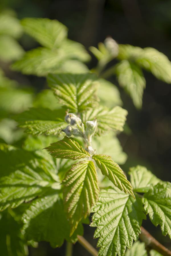 Flower Buds Appeared on the Raspberries in the Garden. Young Flower ...