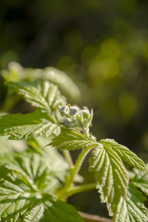 Flower Buds Appeared on the Raspberries in the Garden. Young Flower ...