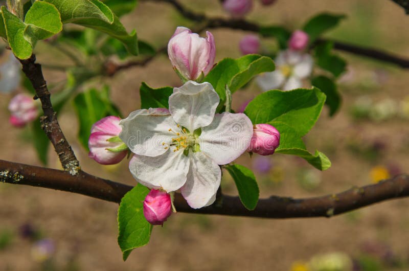 Apple-tree in bloom stock photo. Image of bloom, garden - 140606146