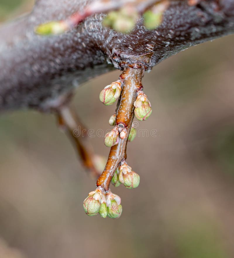 Flower Buds Bloom on a Fruit Tree Stock Photo - Image of summer, growth ...