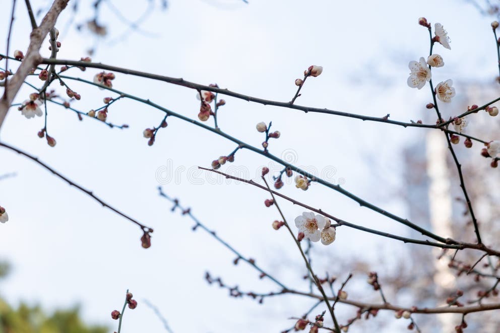 Flower Buds on the Branches during Early Spring Stock Image - Image of ...