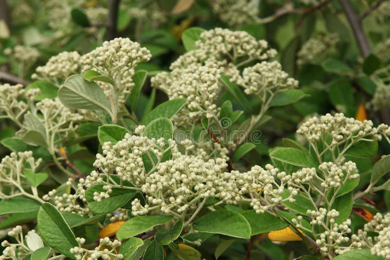 Flower Buds of Cotoneaster Lacteus Stock Image - Image of branch ...