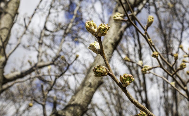 Flower Buds Developing on Tree Branches Stock Photo - Image of nature ...