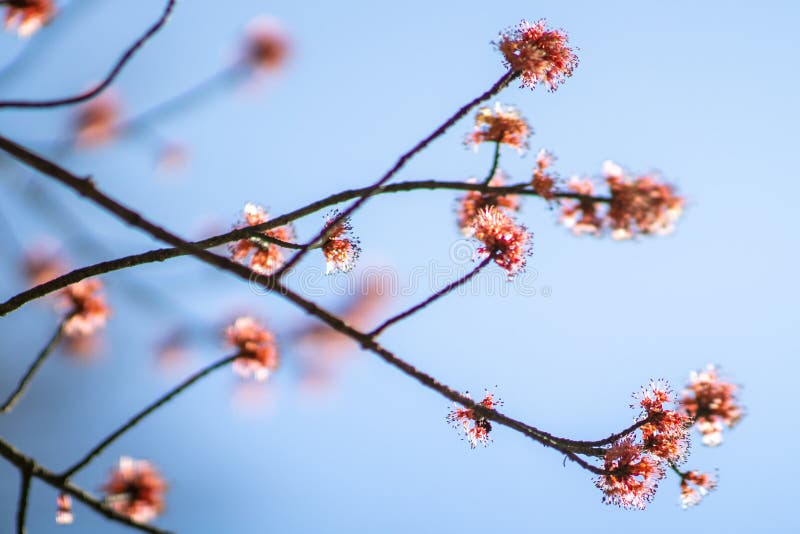 Flower Buds at the End of a Tree Branch Just before they Bloom Stock ...