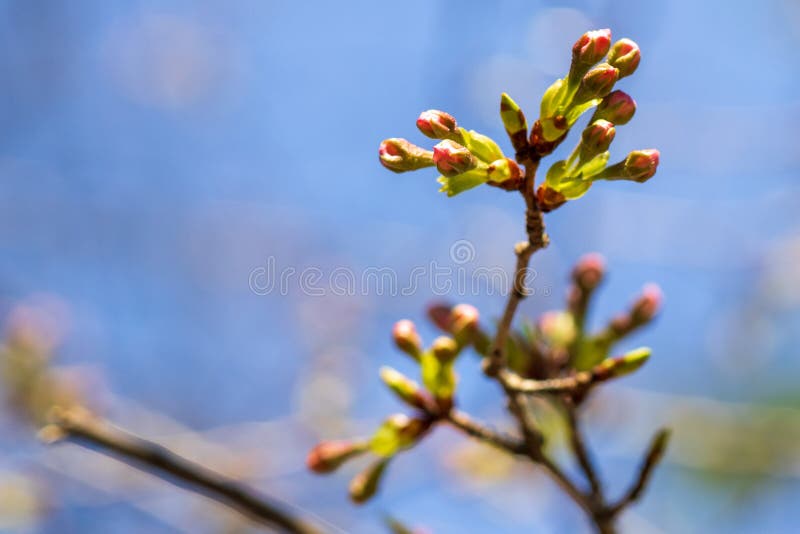 Flower Buds at the End of a Tree Branch Just before they Bloom Stock ...