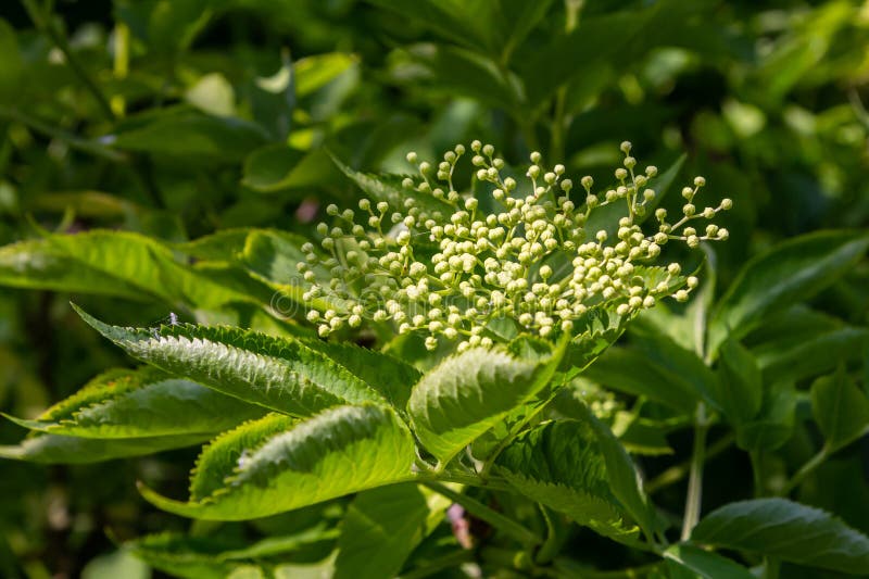 Flower Buds and Flowers of the Black Elder in Spring, Sambucus Nigra ...