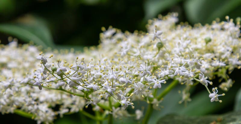 Flower Buds and Flowers of the Black Elder in Spring, Sambucus Nigra ...