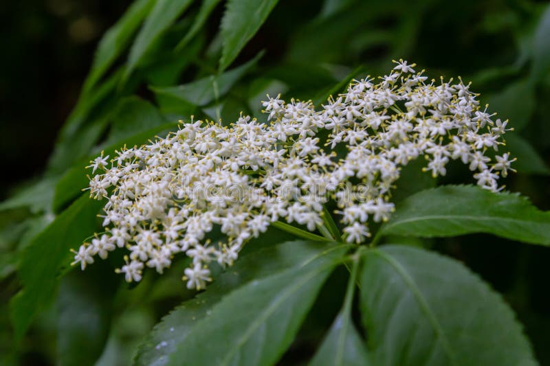 Flower Buds and Flowers of the Black Elder in Spring, Sambucus Nigra ...