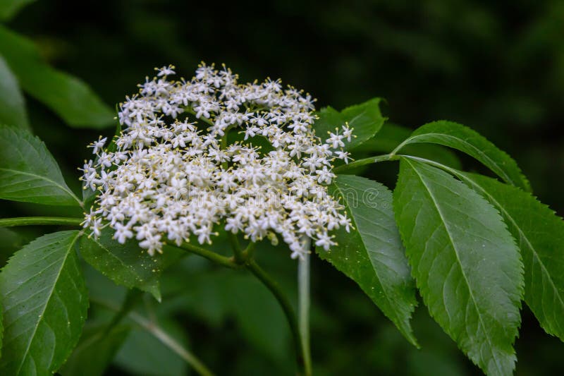 Flower Buds and Flowers of the Black Elder in Spring, Sambucus Nigra ...