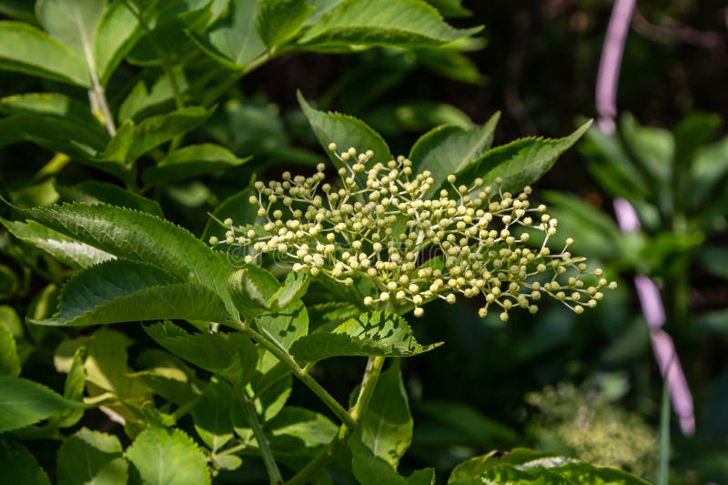 Flower Buds and Flowers of the Black Elder in Spring, Sambucus Nigra ...