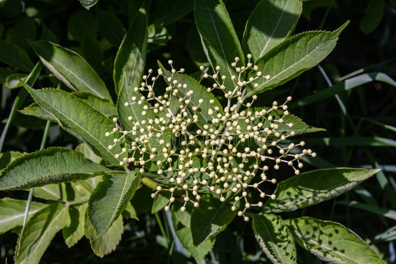Flower Buds and Flowers of the Black Elder in Spring, Sambucus Nigra ...