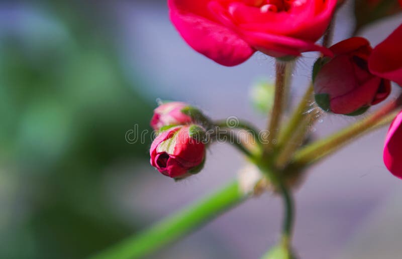 Flower Buds that Have Begun To Open Stock Image - Image of flower ...