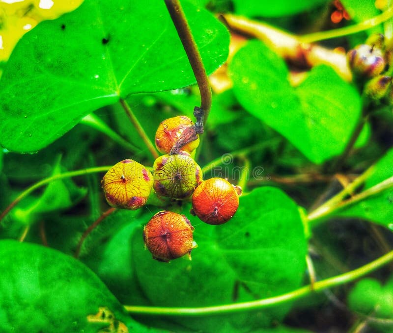 Flower Buds that Have Not yet Bloomed Grow among the Weeds Stock Photo ...
