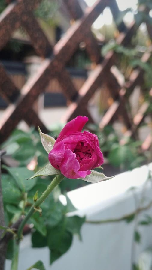 Flower Buds that Have Not yet Bloomed. Pink Roses in Bud Stock Image ...