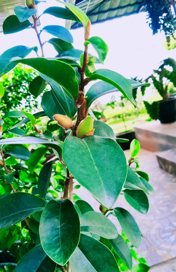 Flower Buds Have a Very Fragrant Smell Stock Image - Image of smell ...