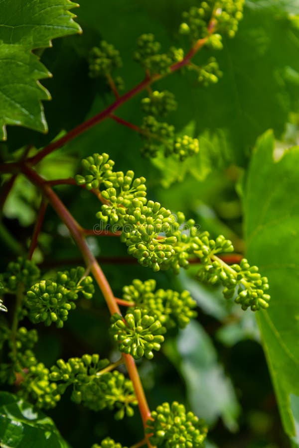 Flower Buds and Leaves of Shoots Grapevine Spring, Agriculture Nature ...