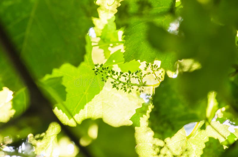 Grapevine in the Spring stock image. Image of leaves - 32976071