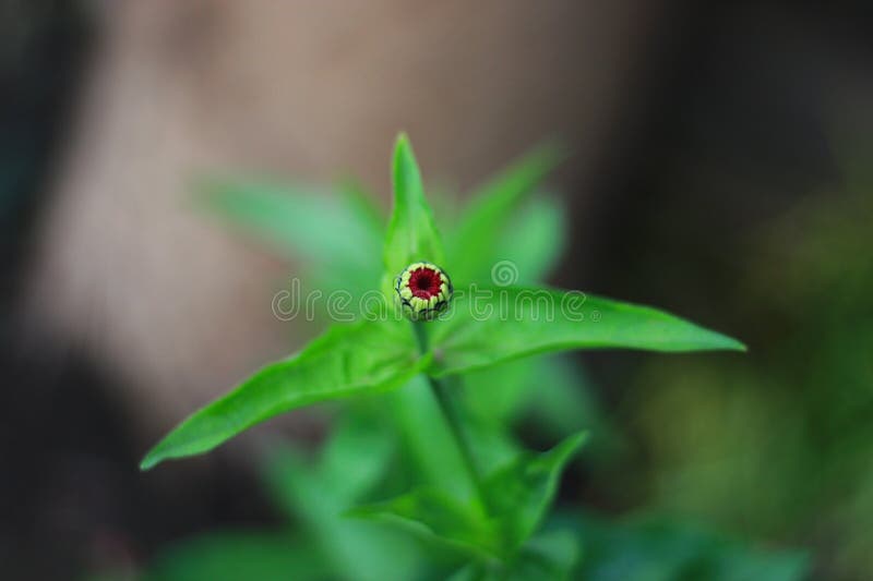 Flower Buds that Look Very Cute Stock Photo - Image of closeup, arts ...
