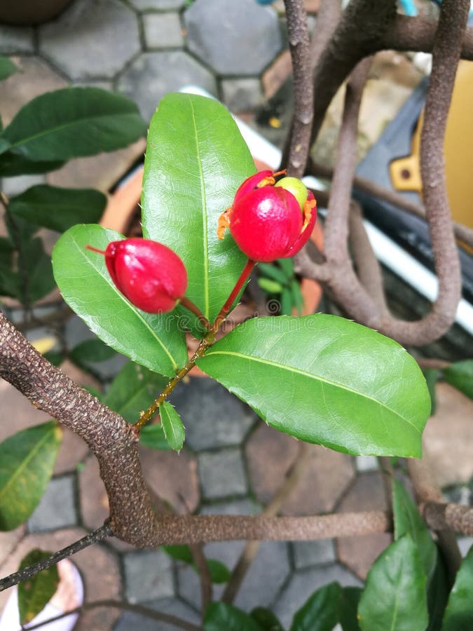 Flower Buds of Mickey Mouse Stock Photo - Image of tree, mouse: 121649004