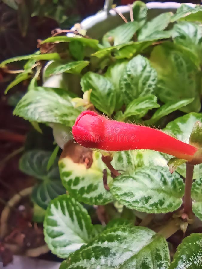 Flower Buds of Odd Shape, Red Oval Stock Image - Image of buds, shape ...