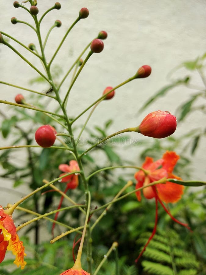 Flower buds stock image. Image of orange, flowers, oranges - 96674705