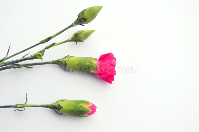 Flower Buds of Pink Carnation on White Background Stock Photo - Image ...