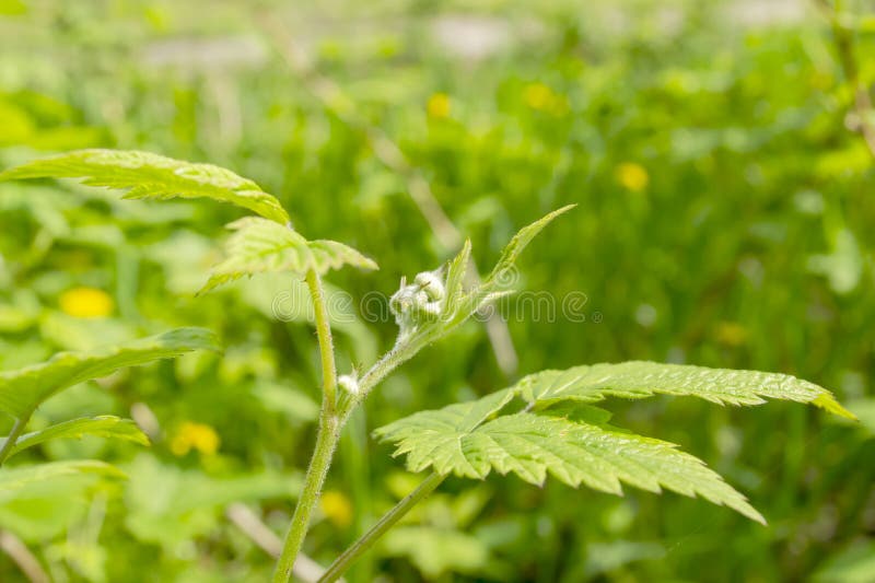 Flower Buds on Raspberries. the First Buds Appeared on the Raspberry ...