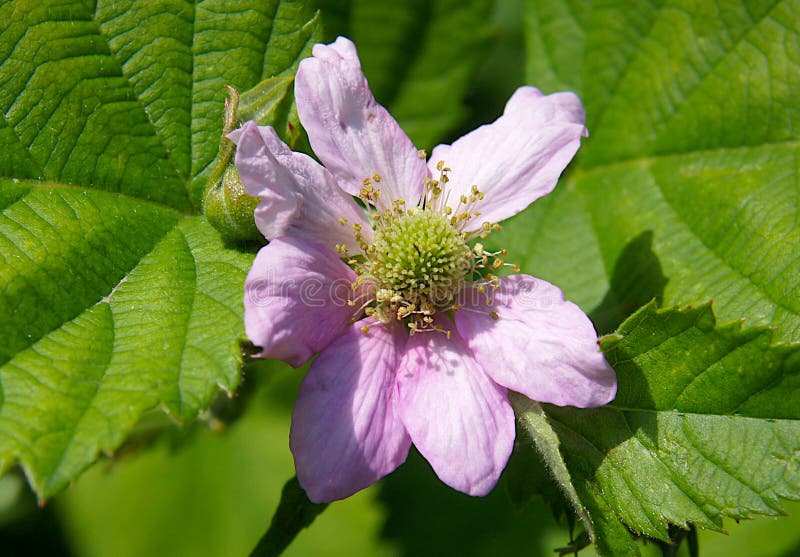 Flower and Buds of Rubus Caesius Stock Photo - Image of flower, rubus ...