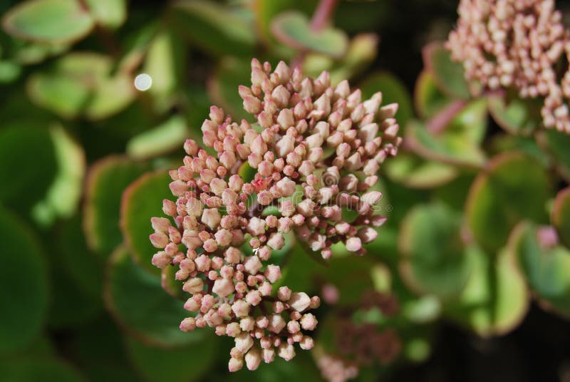Sedum Telephium - Flower Buds Stock Photo - Image of blossom, garden ...