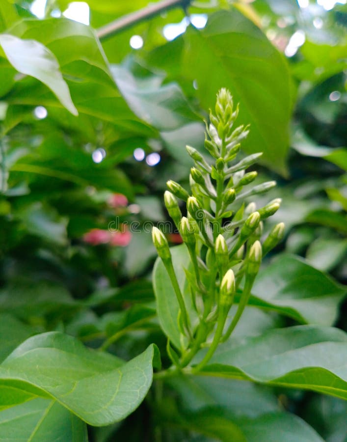 The Flower Buds are Still Buds and Have Not yet Bloomed? Stock Photo ...