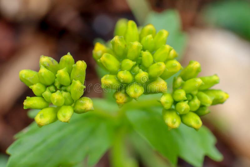 Flower buds. stock image. Image of purple, macro, beauty - 182746143