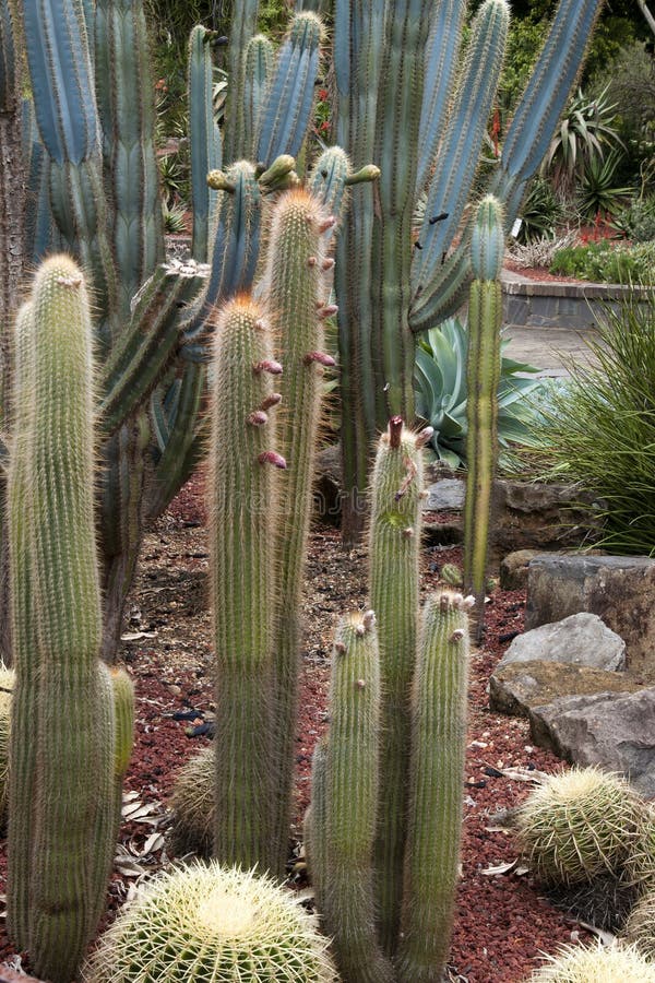 Flower Buds on Torch Cactus in the Garden Stock Image - Image of ...