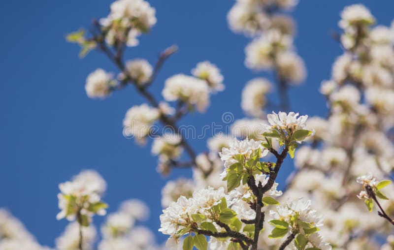 Flower Buds on Tree Branches Stock Image - Image of detail, fruit ...