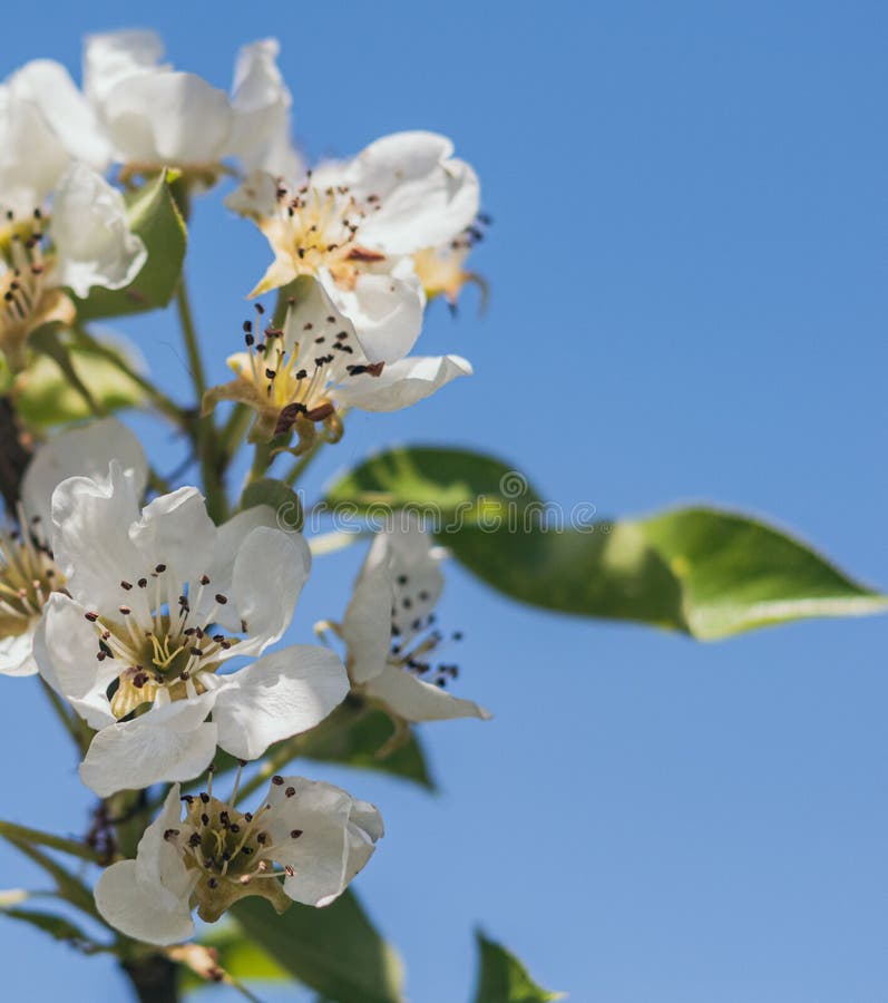 Flower Buds on Tree Branches Stock Image - Image of gentle, petal ...