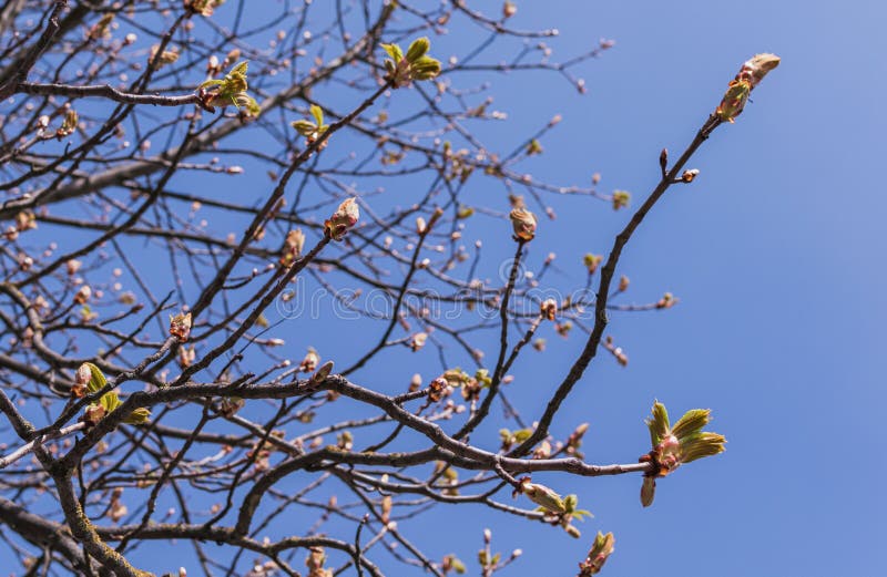 Flower Buds on Tree Branches Stock Image - Image of leaf, botanical ...