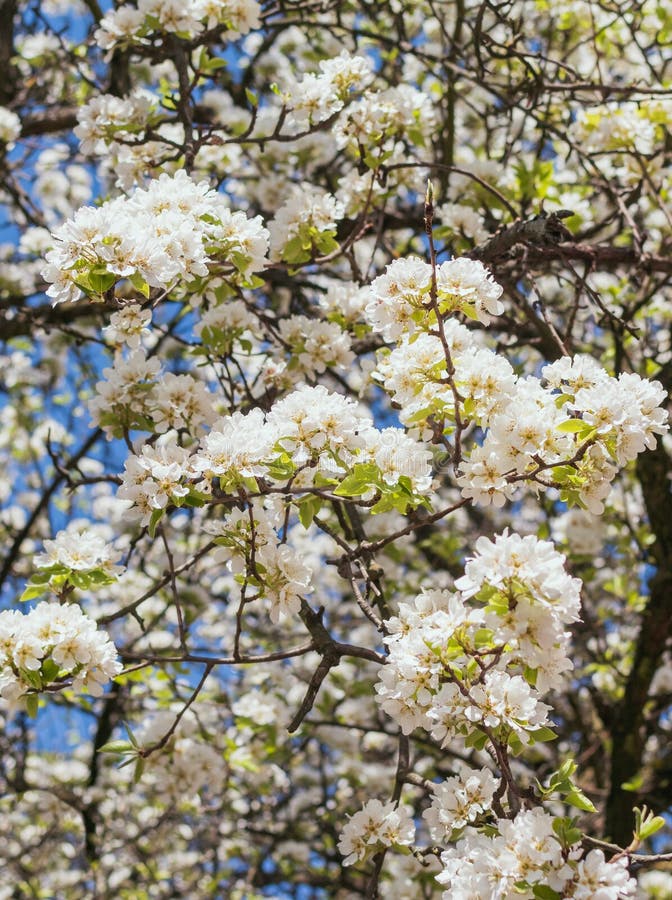 Early Spring Flower Clip Art Stock Photos - Free & Royalty-Free Stock ...